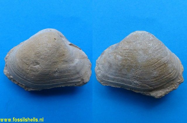 International Fossil Shell Museum - Foundation for the study of shells ...