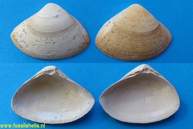 International Fossil Shell Museum - Foundation for the study of shells ...