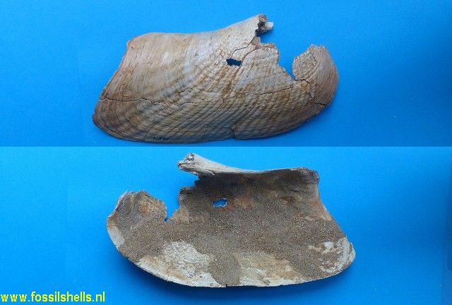 International Fossil Shell Museum - Foundation for the study of shells ...