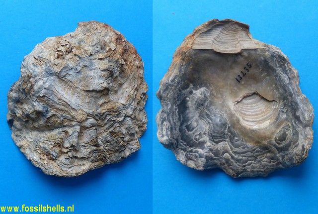 International Fossil Shell Museum - Foundation for the study of shells ...