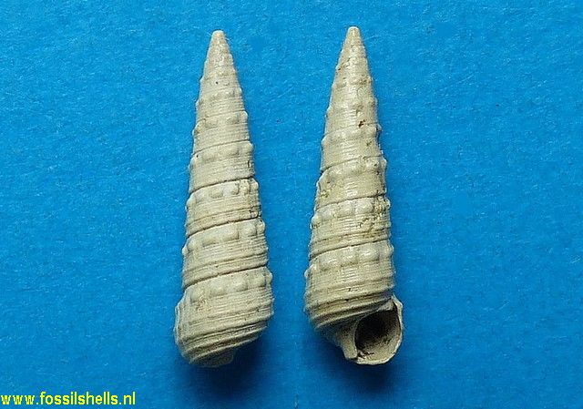 International Fossil Shell Museum - Foundation for the study of shells ...