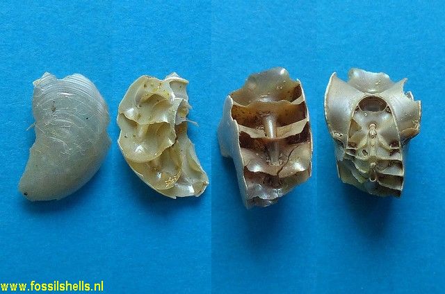 International Fossil Shell Museum - Foundation for the study of shells ...