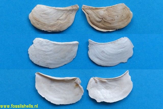 International Fossil Shell Museum - Foundation for the study of shells ...