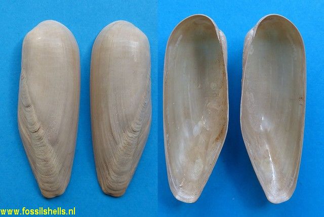 International Fossil Shell Museum - Foundation for the study of shells ...