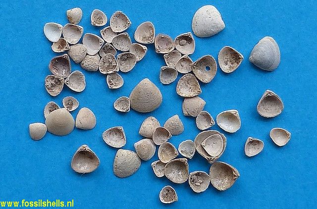 International Fossil Shell Museum - Foundation for the study of shells ...