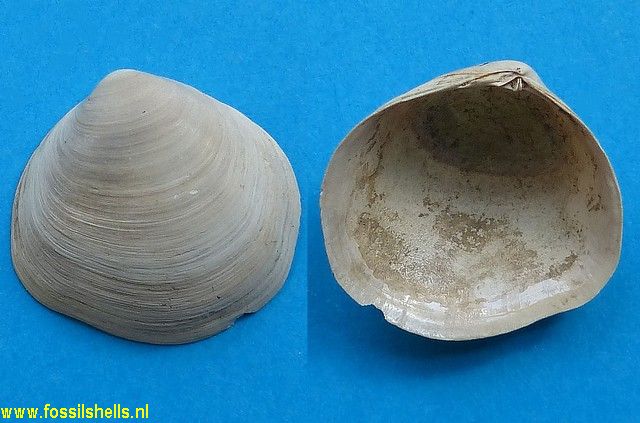 International Fossil Shell Museum - Foundation for the study of shells ...