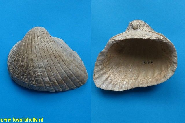 International Fossil Shell Museum - Foundation for the study of shells ...