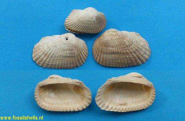 International Fossil Shell Museum - Foundation for the study of shells ...