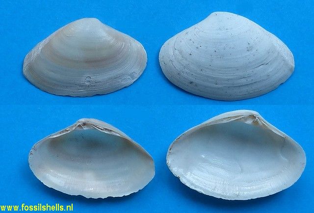 International Fossil Shell Museum - Foundation for the study of shells ...