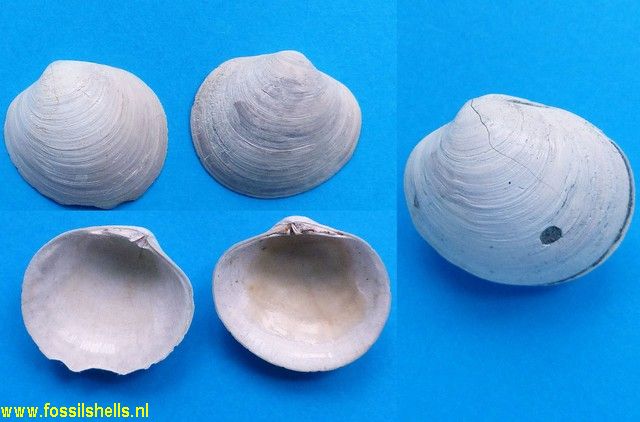 International Fossil Shell Museum - Foundation for the study of shells ...