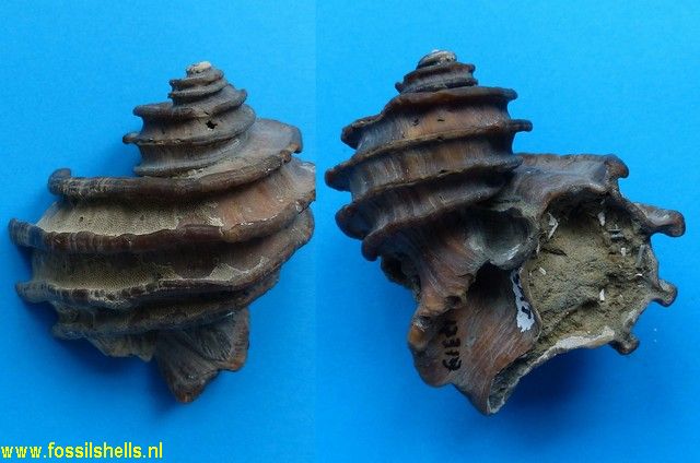 International Fossil Shell Museum - Foundation for the study of shells ...