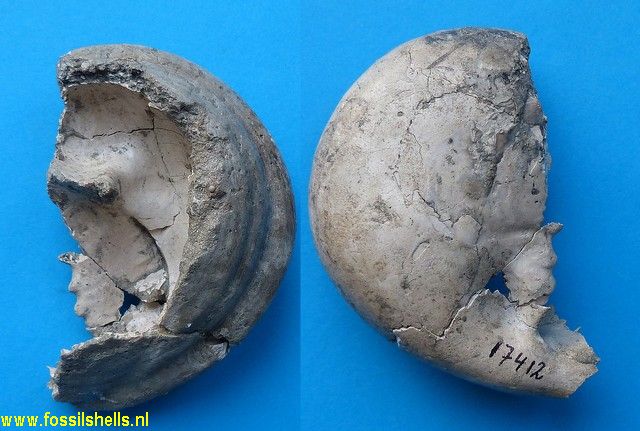 International Fossil Shell Museum - Foundation for the study of shells ...