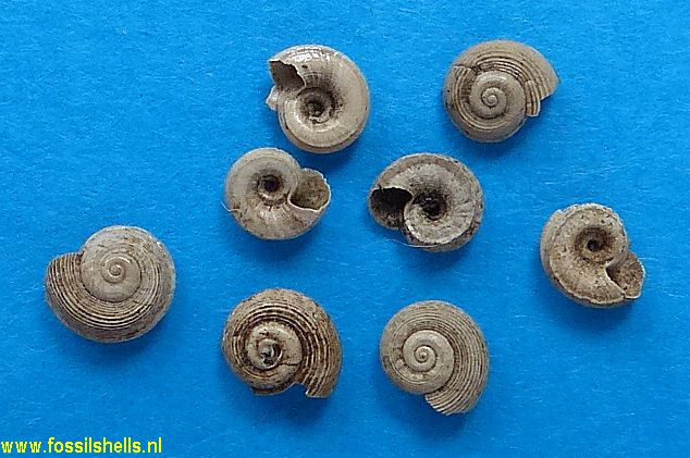 International Fossil Shell Museum - Foundation for the study of shells ...