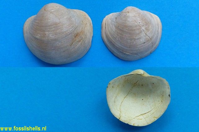 International Fossil Shell Museum - Foundation for the study of shells ...