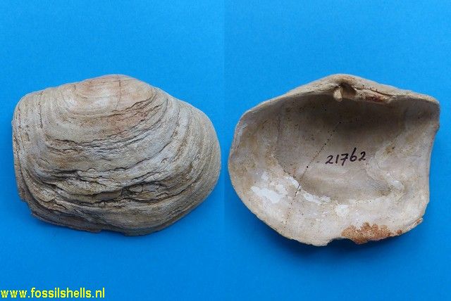 International Fossil Shell Museum - Foundation for the study of shells ...
