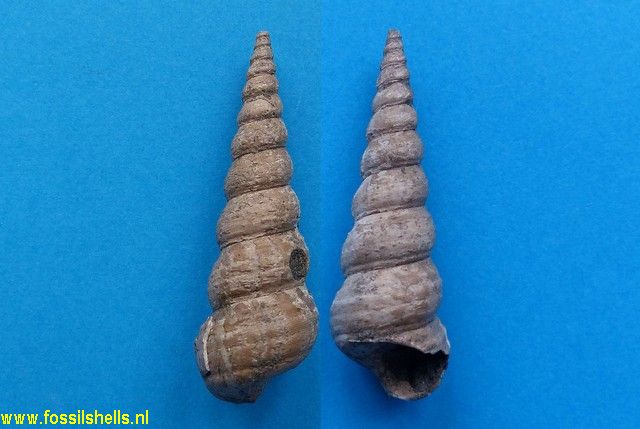 International Fossil Shell Museum - Foundation for the study of shells ...
