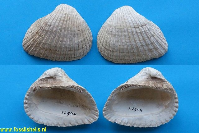 International Fossil Shell Museum - Foundation for the study of shells ...