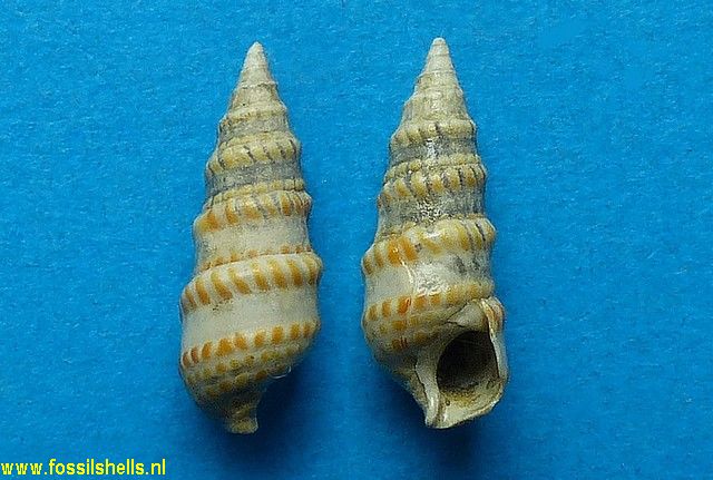 International Fossil Shell Museum - Foundation for the study of shells ...