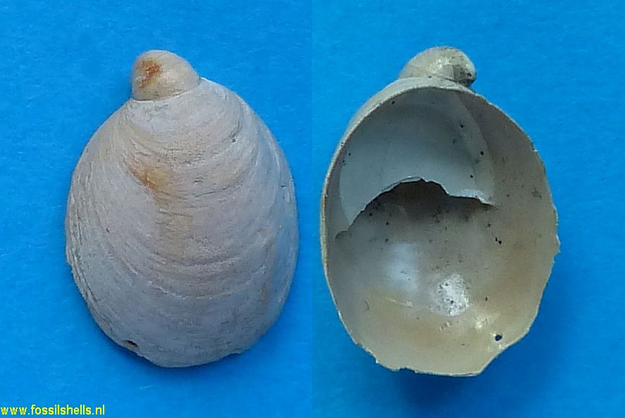 International Fossil Shell Museum - Foundation for the study of shells ...