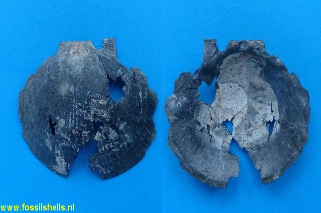 International Fossil Shell Museum - Foundation for the study of shells ...