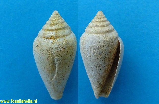 International Fossil Shell Museum - Foundation for the study of shells ...