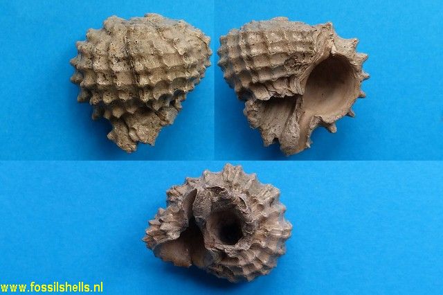 International Fossil Shell Museum - Foundation for the study of shells ...