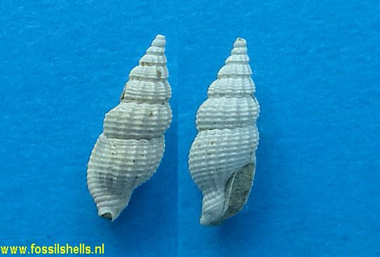 International Fossil Shell Museum - Foundation for the study of shells ...