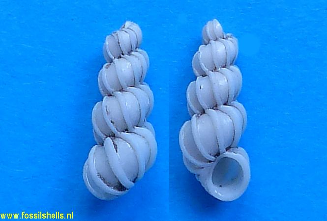 International Fossil Shell Museum - Foundation for the study of shells ...