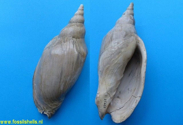 International Fossil Shell Museum - Foundation for the study of shells ...