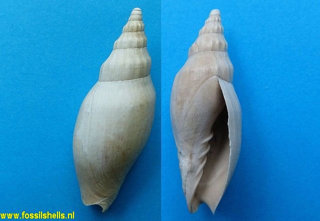 International Fossil Shell Museum - Foundation for the study of shells ...