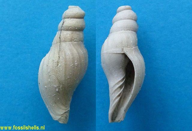 International Fossil Shell Museum - Foundation for the study of shells ...