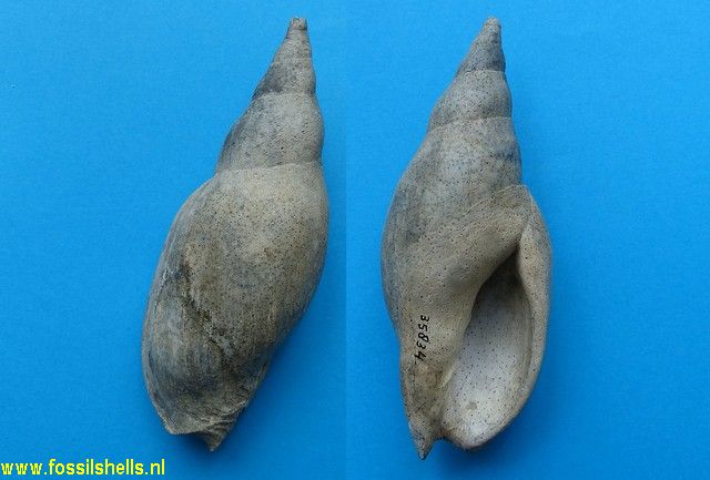 International Fossil Shell Museum - Foundation for the study of shells ...