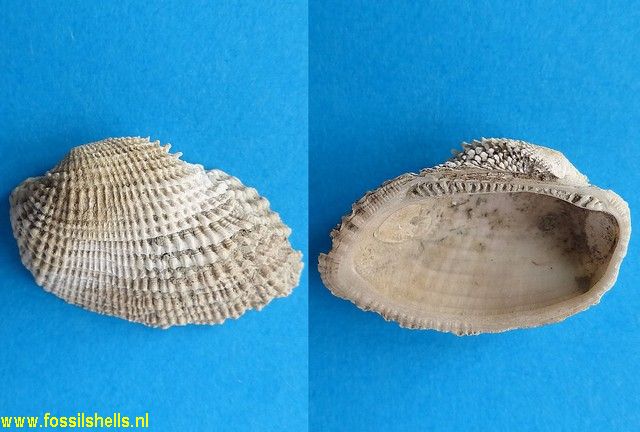International Fossil Shell Museum - Foundation for the study of shells, fossil and recent