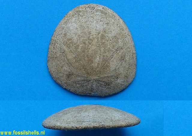 International Fossil Shell Museum - Foundation for the study of shells ...