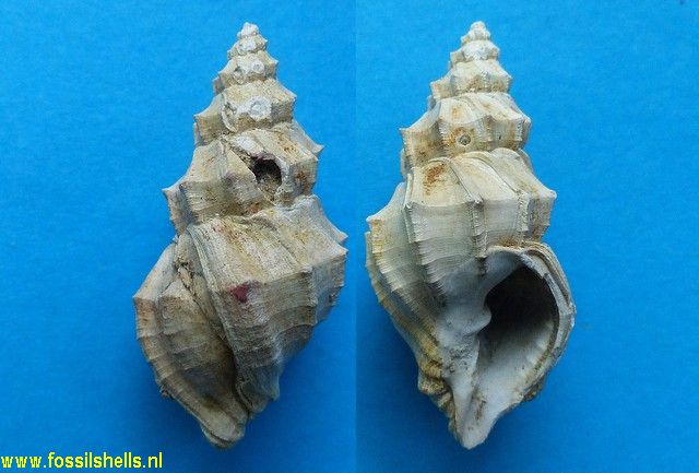 International Fossil Shell Museum - Foundation for the study of shells ...