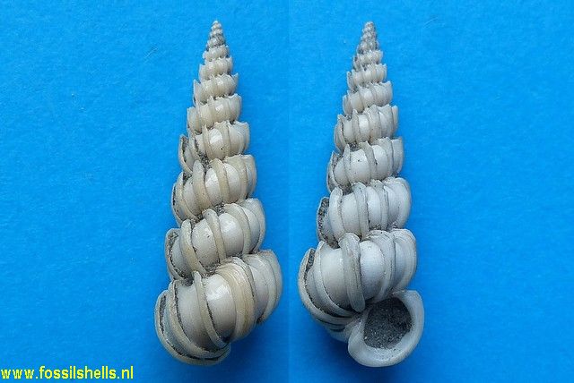 International Fossil Shell Museum - Foundation for the study of shells ...