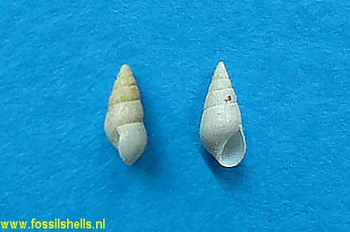 International Fossil Shell Museum - Foundation for the study of shells ...