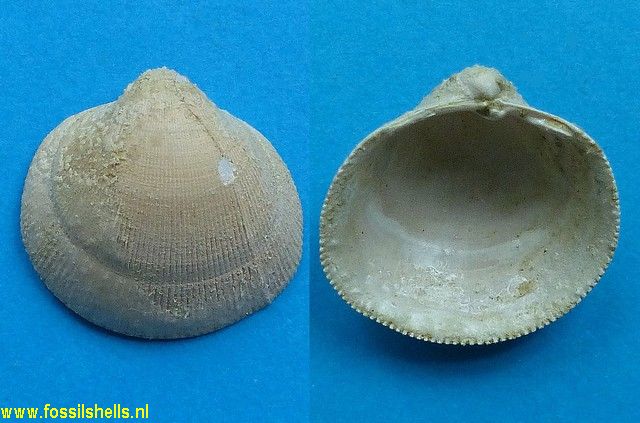 International Fossil Shell Museum - Foundation for the study of shells ...