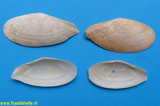 International Fossil Shell Museum - Foundation for the study of shells ...