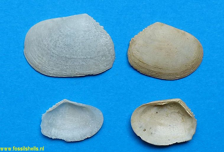 International Fossil Shell Museum - Foundation for the study of shells ...