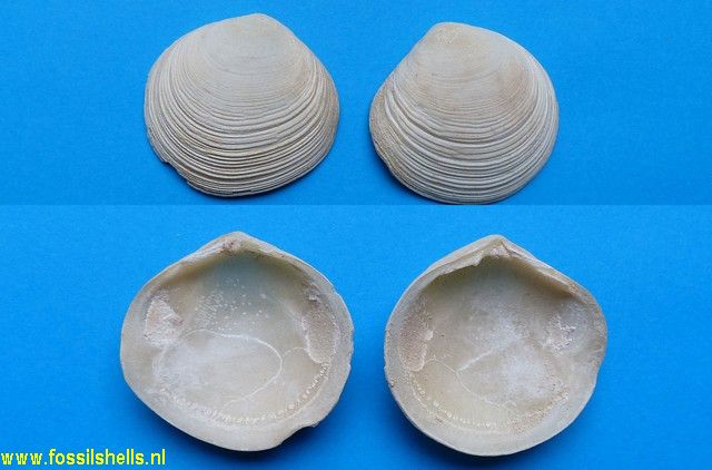International Fossil Shell Museum - Foundation for the study of shells ...