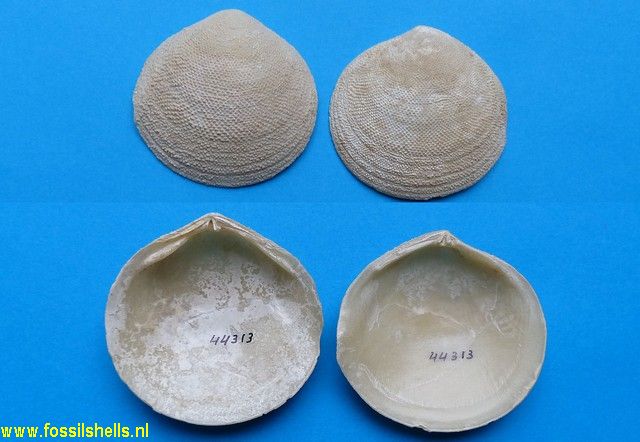 International Fossil Shell Museum - Foundation for the study of shells ...