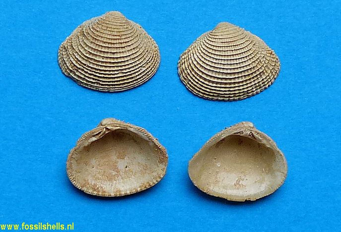 International Fossil Shell Museum - Foundation for the study of shells ...