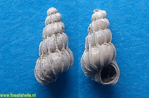 International Fossil Shell Museum - Foundation for the study of shells ...