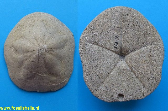 International Fossil Shell Museum - Foundation for the study of shells ...