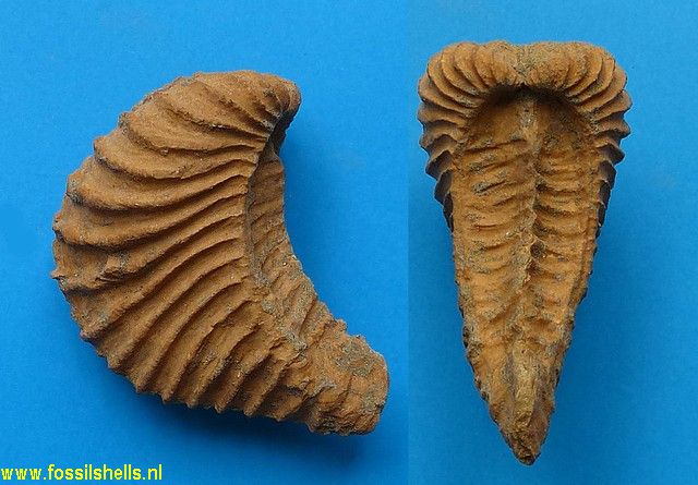 International Fossil Shell Museum - Foundation for the study of shells ...