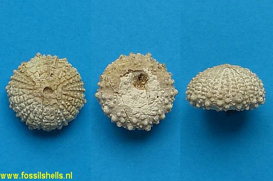International Fossil Shell Museum - Foundation for the study of shells ...
