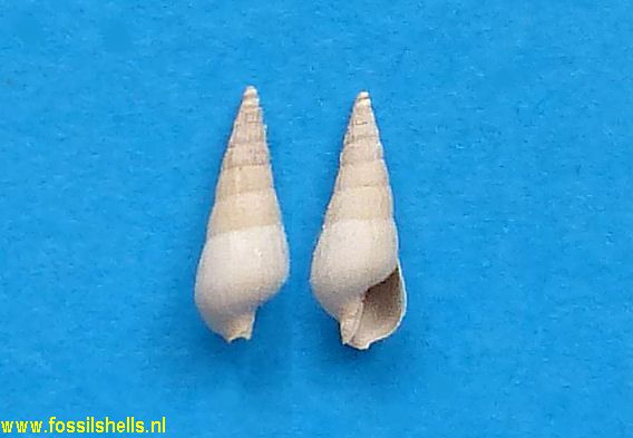 International Fossil Shell Museum - Foundation for the study of shells ...