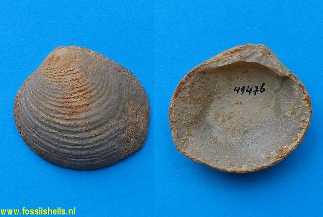 International Fossil Shell Museum - Foundation for the study of shells, fossil and recent