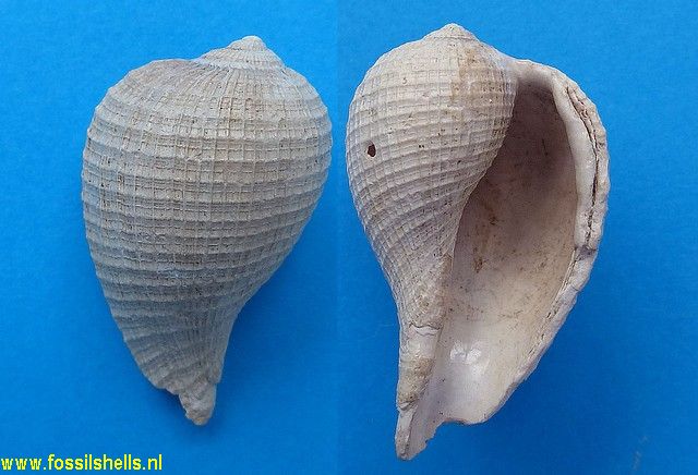 International Fossil Shell Museum - Foundation for the study of shells ...